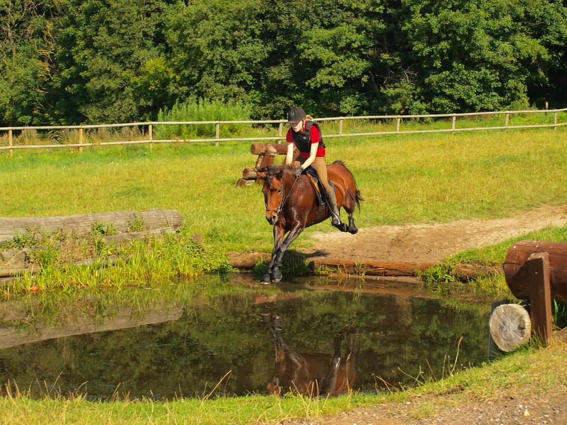 Islænder springer i terræn! - Diverse hest - Fotos fra Christina D