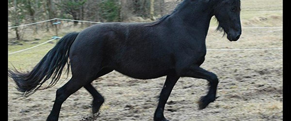 Frieser Ypie Fan De Pikestjelp Stb - Diverse hest - Uploadet af SB ...