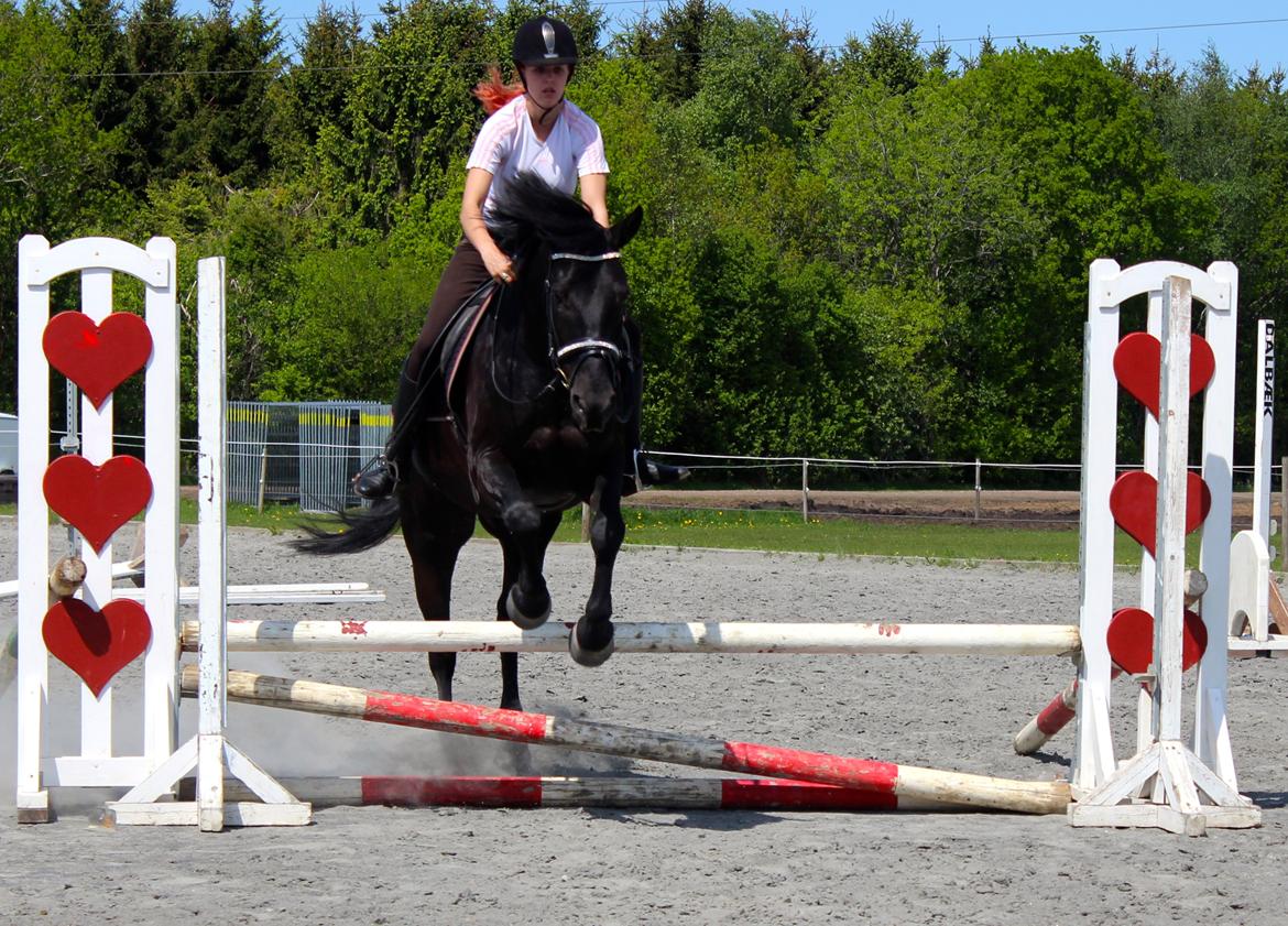 Dressur hesten bliver til spring hest