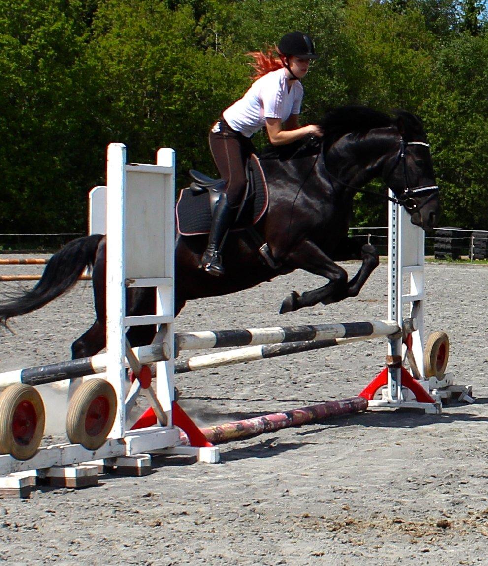 Dressur hesten bliver til spring hest