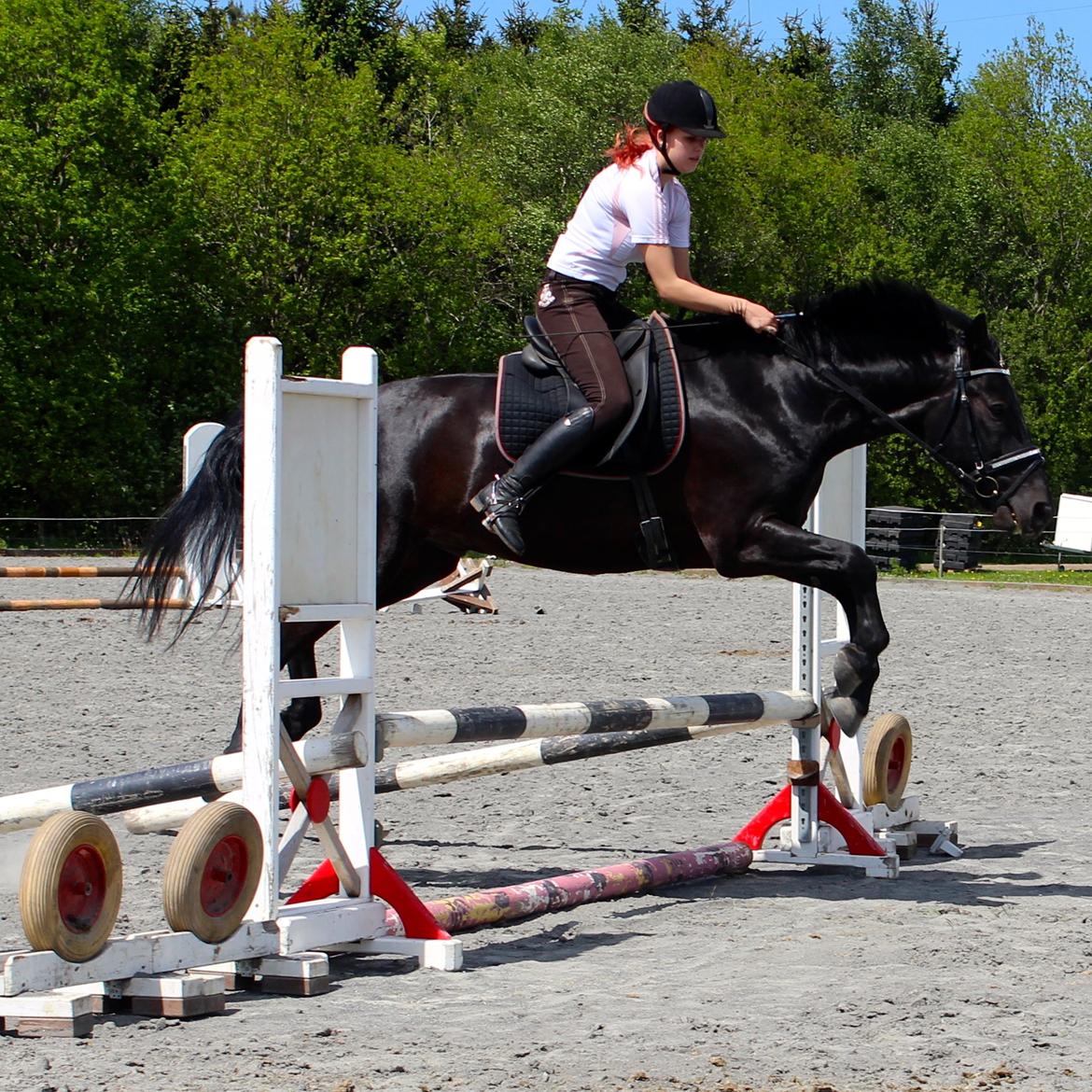 Dressur hesten bliver til spring hest