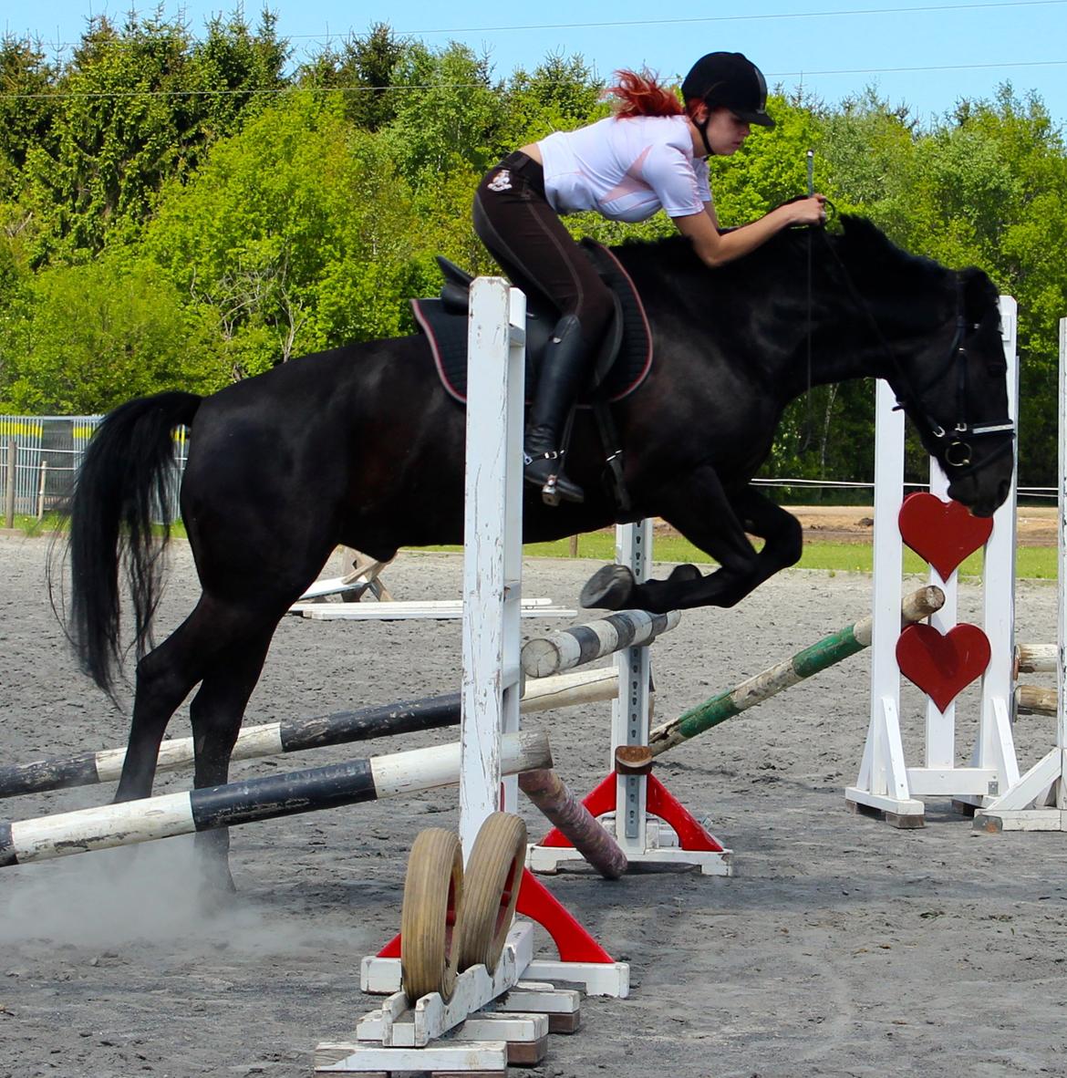 Dressur hesten bliver til spring hest