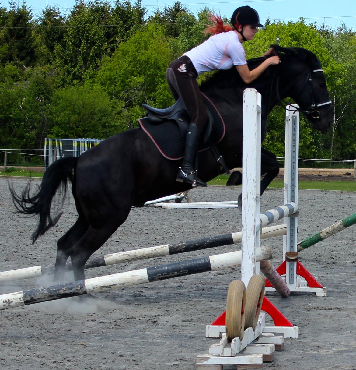 Dressur hesten bliver til spring hest