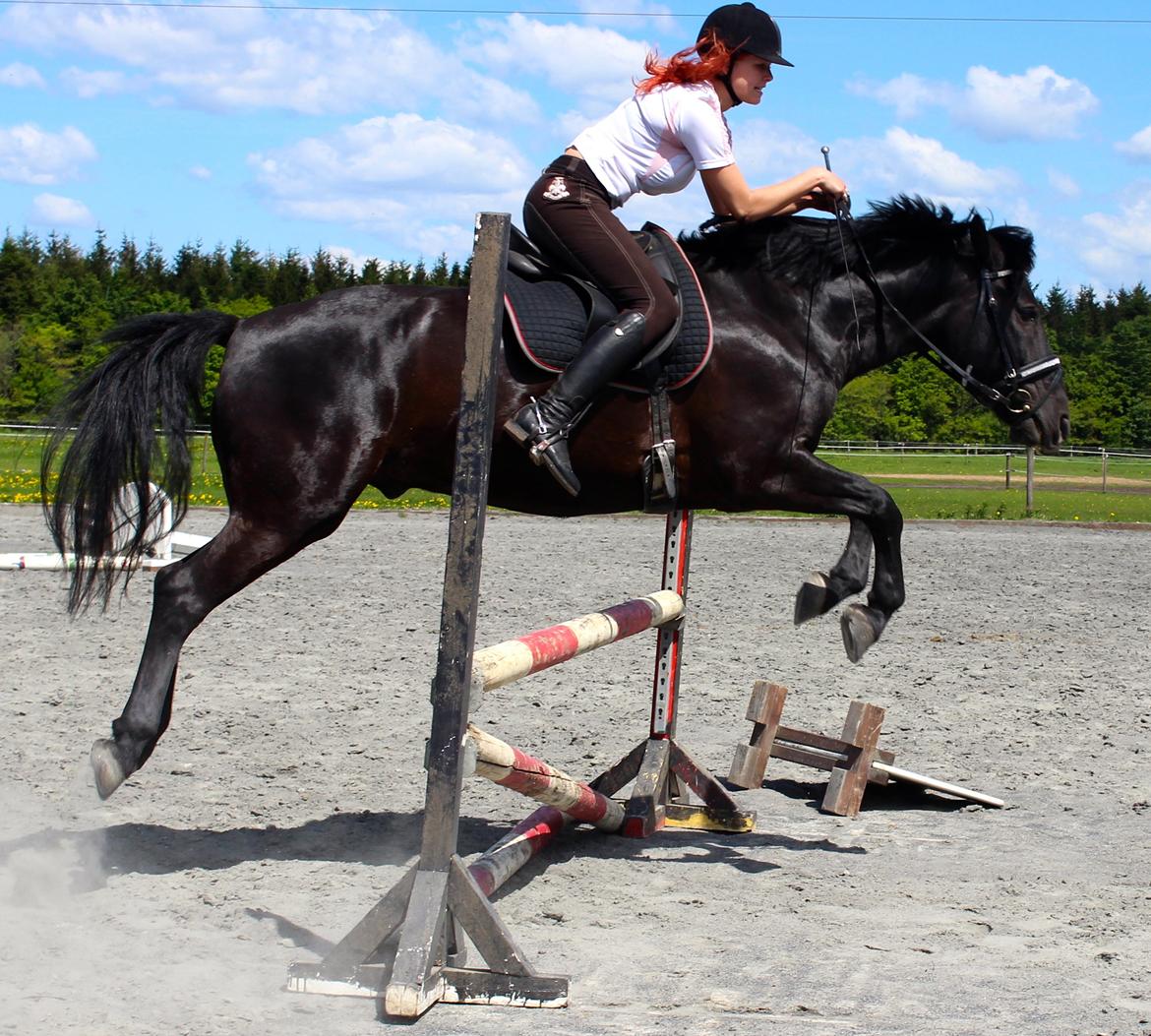 Dressur hesten bliver til spring hest