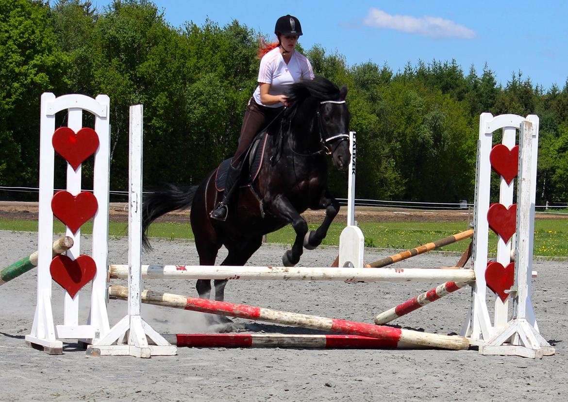 Dressur hesten bliver til spring hest