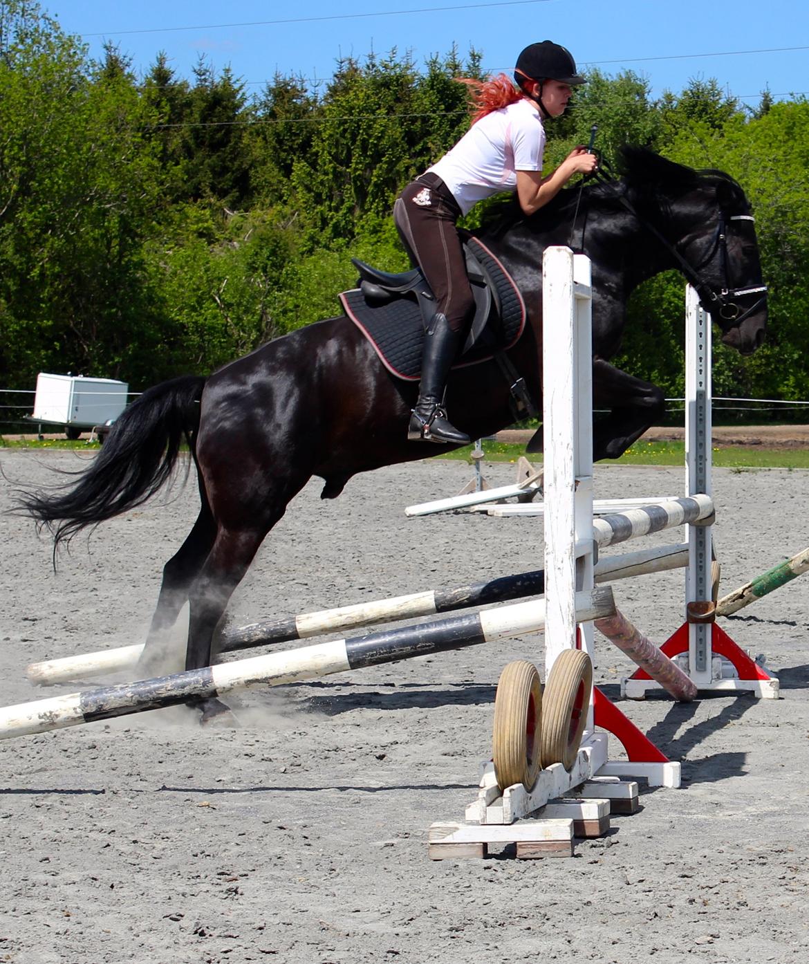 Dressur hesten bliver til spring hest