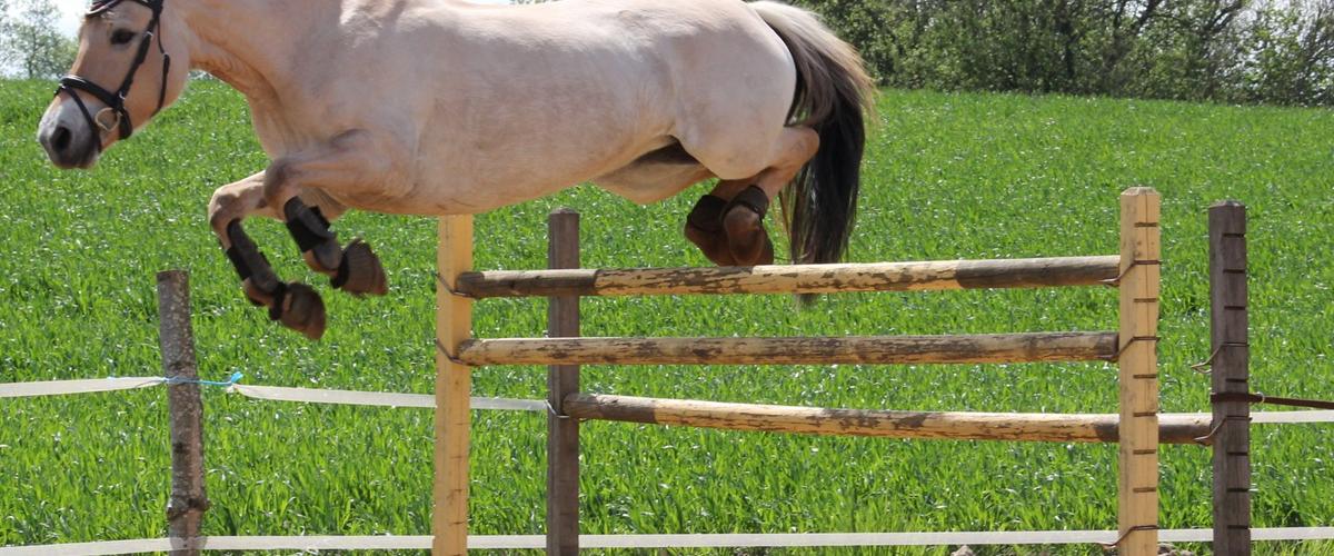 Lippa springer 150(og155)cm -Fjordhest - Diverse hest - Uploadet af ...