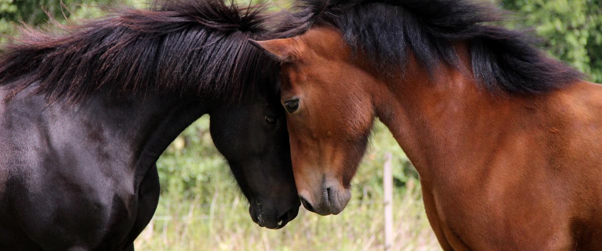 Mine flotteste heste billeder - Diverse hest - Uploadet af RedDragon