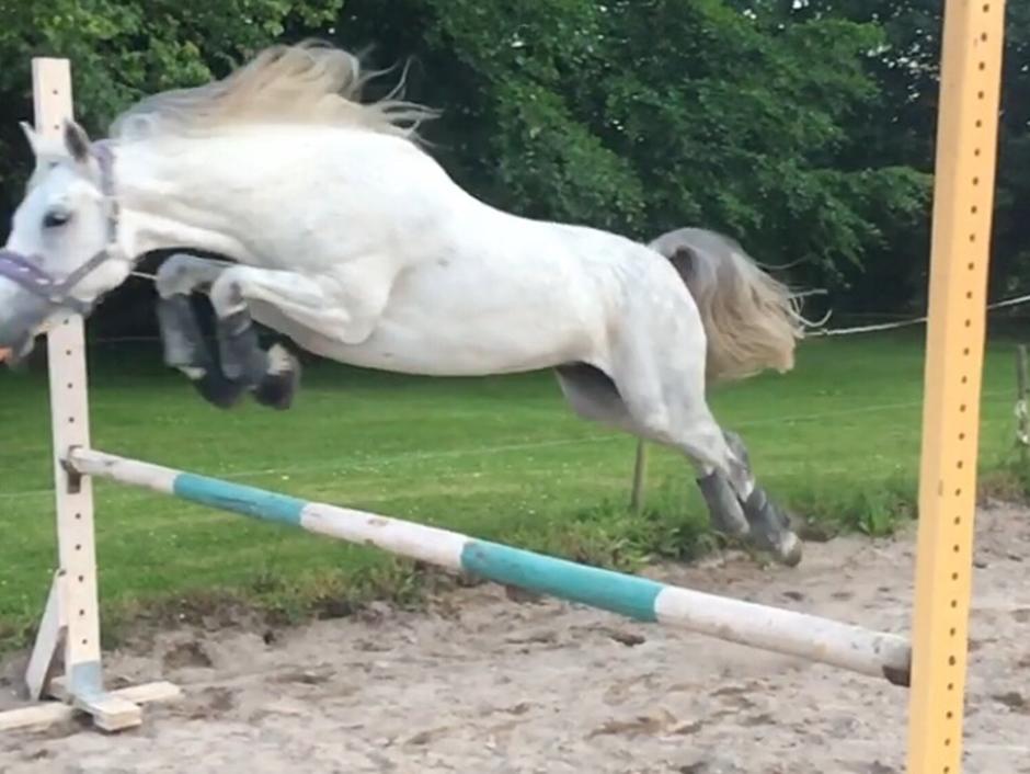 Fotos af heste, stævner, løb og tegninger - tilføj din hest