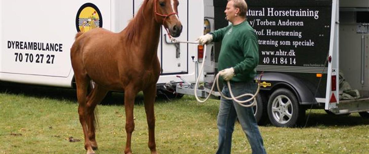 Sceance med Torben Andersen - Diverse hest - Uploadet af Pernille B