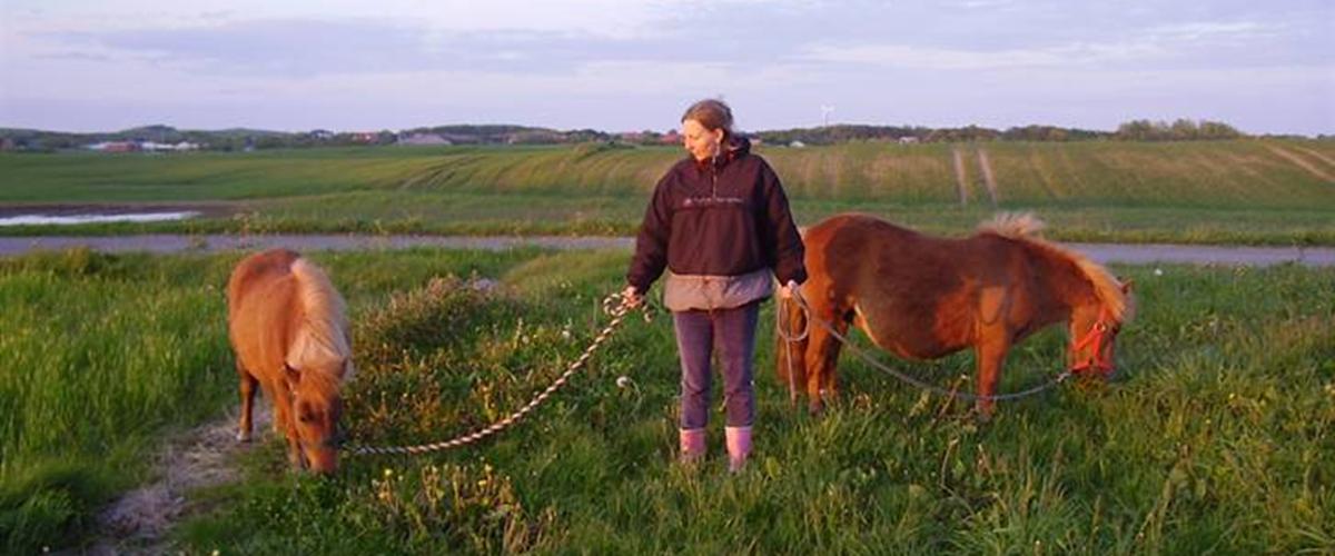 Stines heste - Diverse hest - Uploadet af Stine Lomholt H