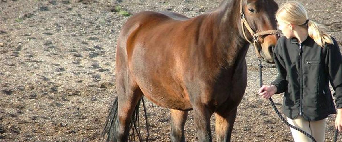 Den pony jeg passede :) - Diverse hest - Uploadet af Malene M