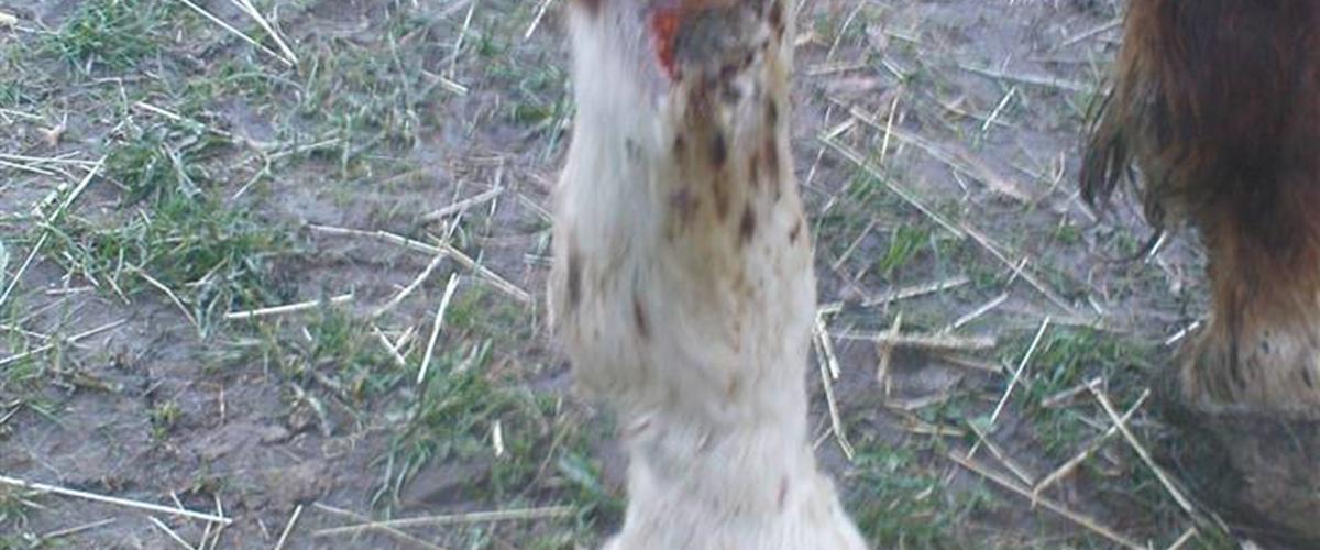 Lymfangitis - Diverse hest - Uploadet af *Sofiendals*