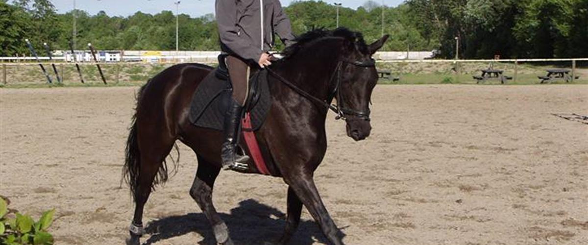 Mini muh(: - Diverse hest - Uploadet af Blingbling Blærblær Malouna jeg ...