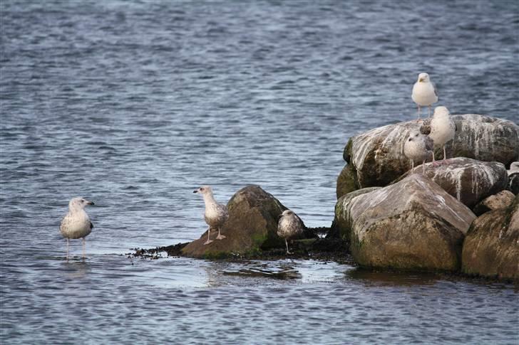 Skagen :b - vand og måger xD - Off Topic - Fotos fra |Tine Ravn ...