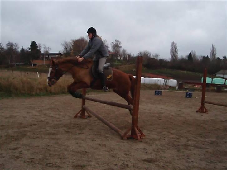 Sabrina springer Mazda - Diverse hest - Fotos fra Trine B