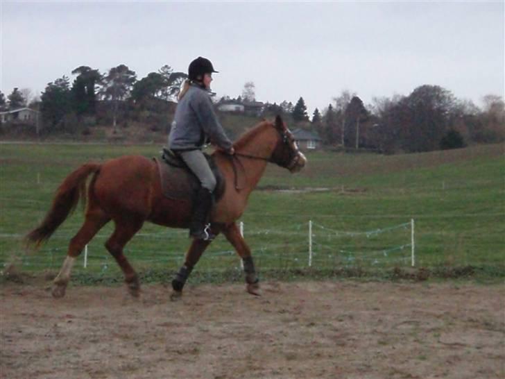 Sabrina springer Mazda - Diverse hest - Fotos fra Trine B