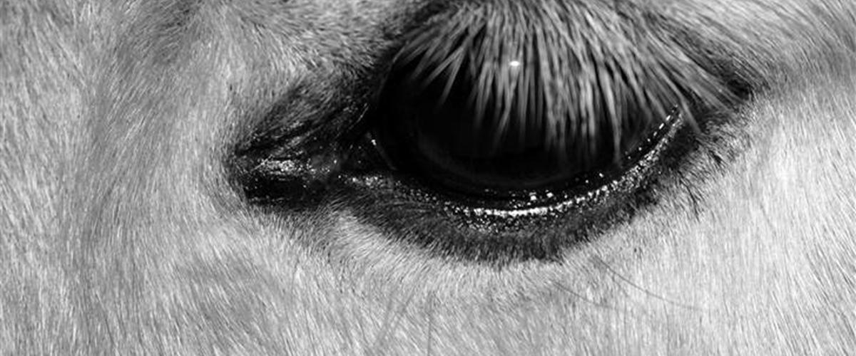 Sort hvid Billeder - Diverse hest - Uploadet af •Trunte&Line!•