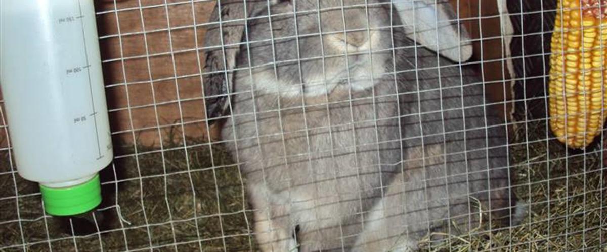 Vores dejlige dyr, - Off Topic - Uploadet af Helene