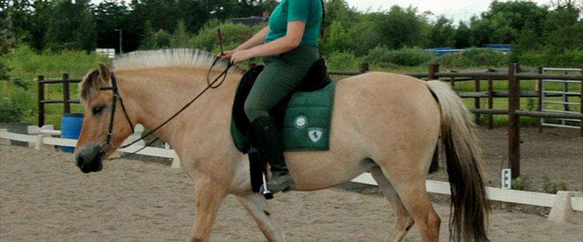 Arbejde med Emma i skridt - Diverse hest - Uploadet af Signe *spider ...