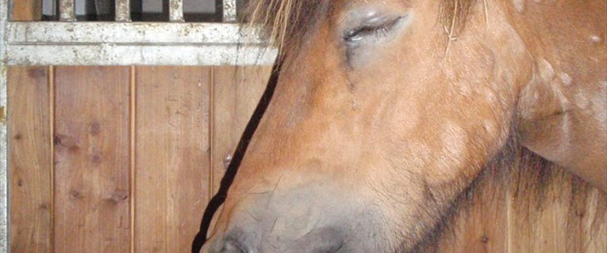 Allergisk reaktion - Diverse hest - Uploadet af Trine B