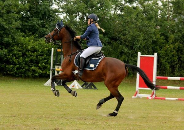 Stærk og ivrig springhest... - Skrevet af "STiNNA SKOVHUS!"
