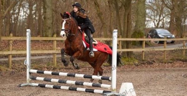 Hvor meget burde en 19 årig hest springe? - Skrevet af Caroline s. & Kimber