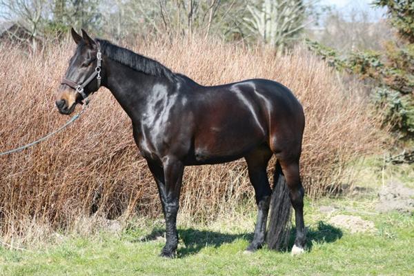 sort hest - få pelsen til at skinne - Skrevet af Photo by Thomsen ...