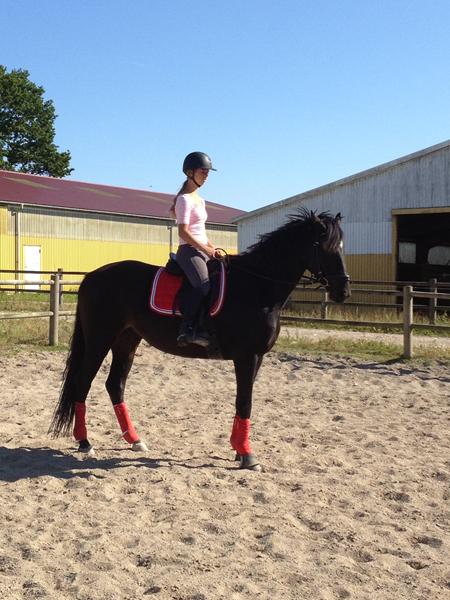 Hvad farve udstyr bruger i til sorte & brune heste? - Skrevet af ...