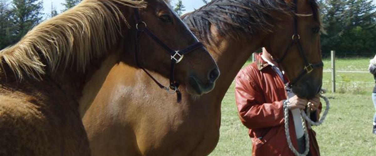 Oldenborg Cheval - 1996 - Sød, blid og venlig, han find...