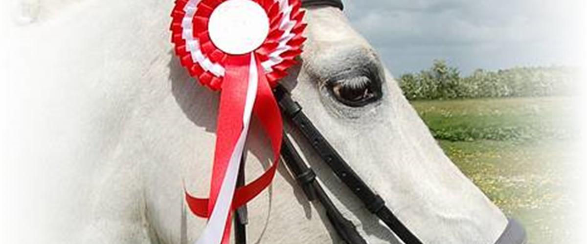 Arabisk fuldblod (OX) Chena OX 1920 *DØD †* - 1992 - Chena er en dejlig ...