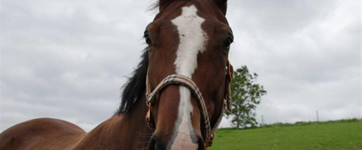 Dansk Varmblod Dyrhøjgårds High Felicity - 2001 - Hun er en rigtig sød ...