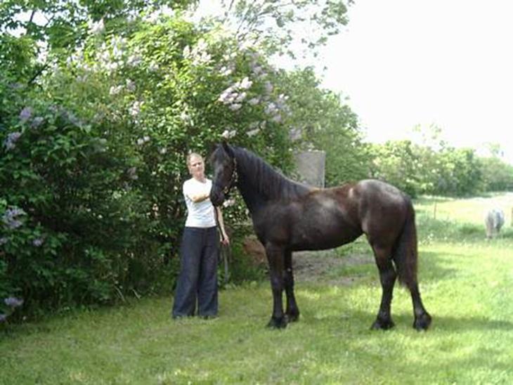 Frieser Marre - 2004 - Som alle andre friesere er hu...