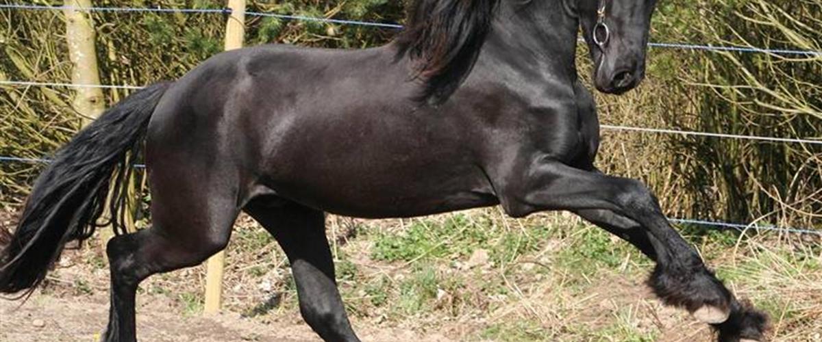 Frieser Tycho B - 2006 - Tycho B er hentet i Holland s...