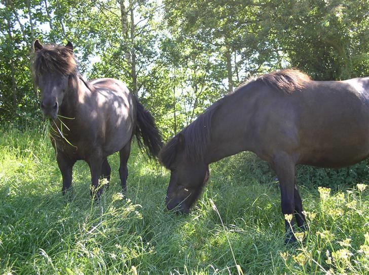 Islænder Saga fra Gudumkloster - Billeder af heste - Uploaded af Helle D