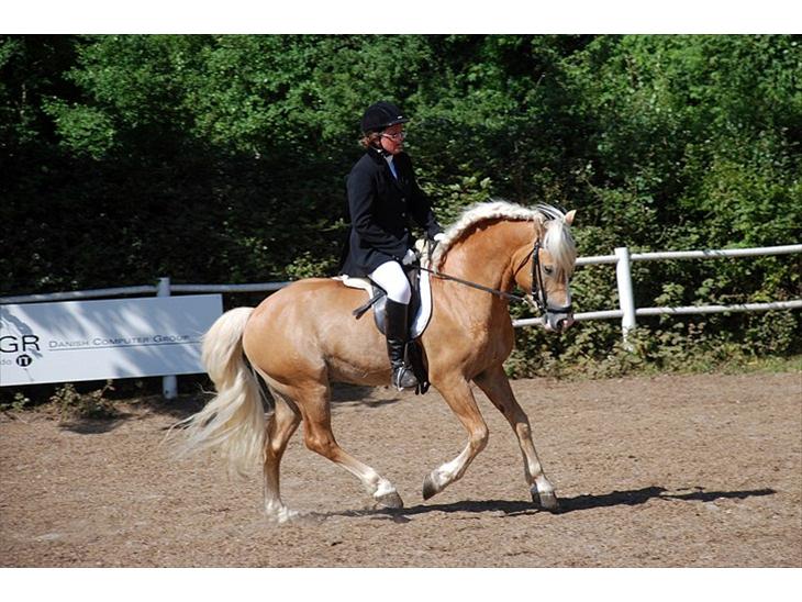 Haflinger Hingst : Alfonso HAH 23 - 2000 - Stor velrejst moderne hingst...