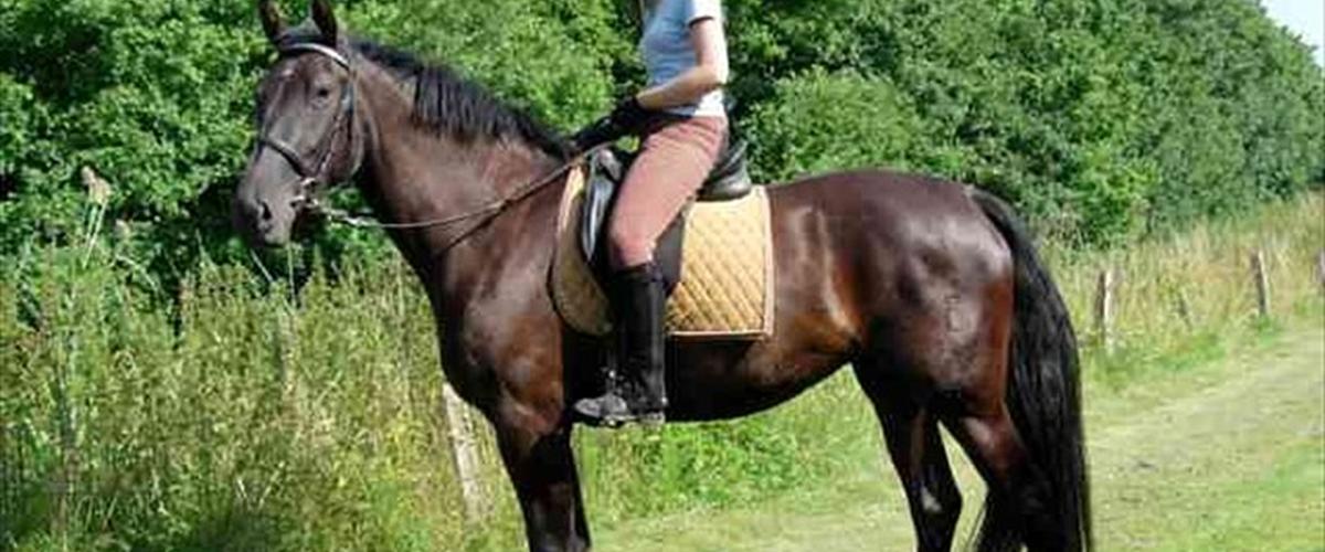 Oldenborg Alexia af Vodagergård - 2002 - NB! Alexia er oprettet under ...