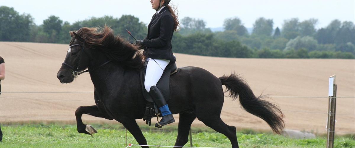 Islænder Háleggur fra S. Sognstrup - 2000 - Flot sort hest med stjerne ...