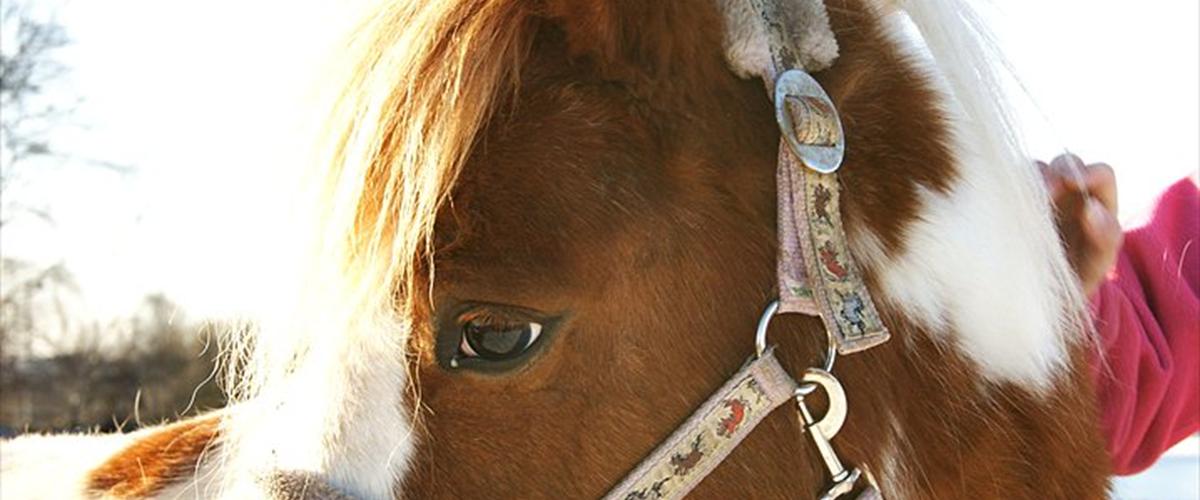 Pinto l »Lucky Punch« - 2002 - Beskrivelse: Lucky Punch er...