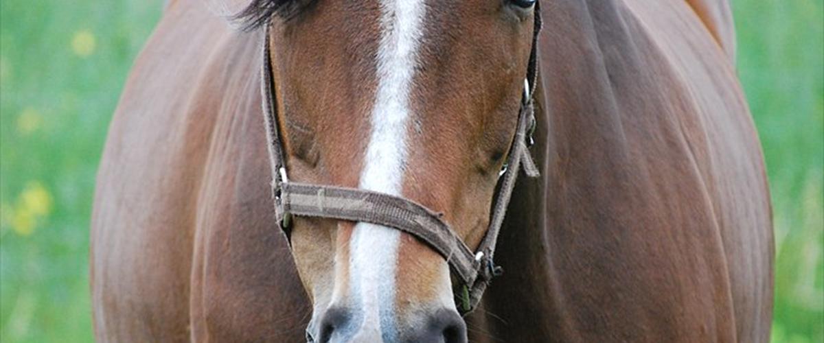 Oldenborg Korea - 1995 - Korea er en dejlig, køn hoppe...