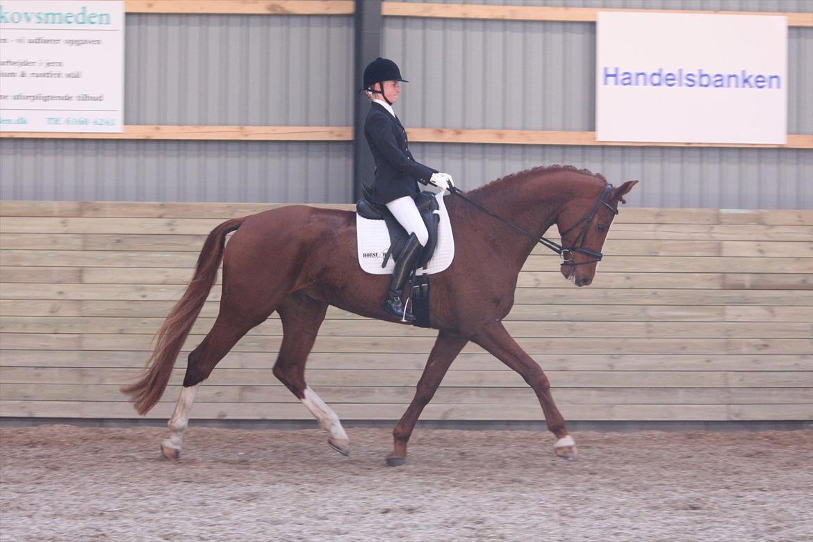 Dansk Varmblod Springborgs Actionman - Billeder af heste - Uploaded af ...