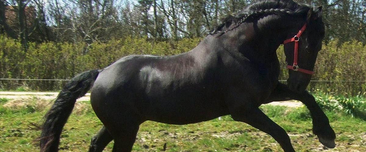 Frieser Francis B - 2001 - Francis er en vidunderlig Fri...