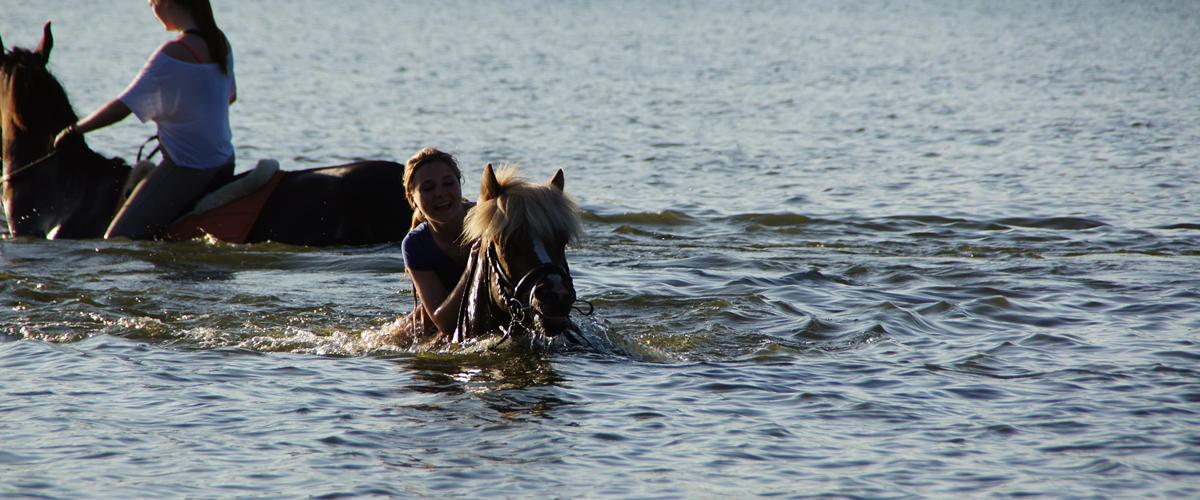 Islænder Ormur frá Tókastöðum ~MinVildbasse