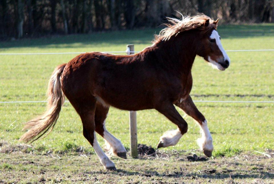 Welsh Pony af Cob-type (sec C) Holmgårdens Amazing star (Solgt) miss ...