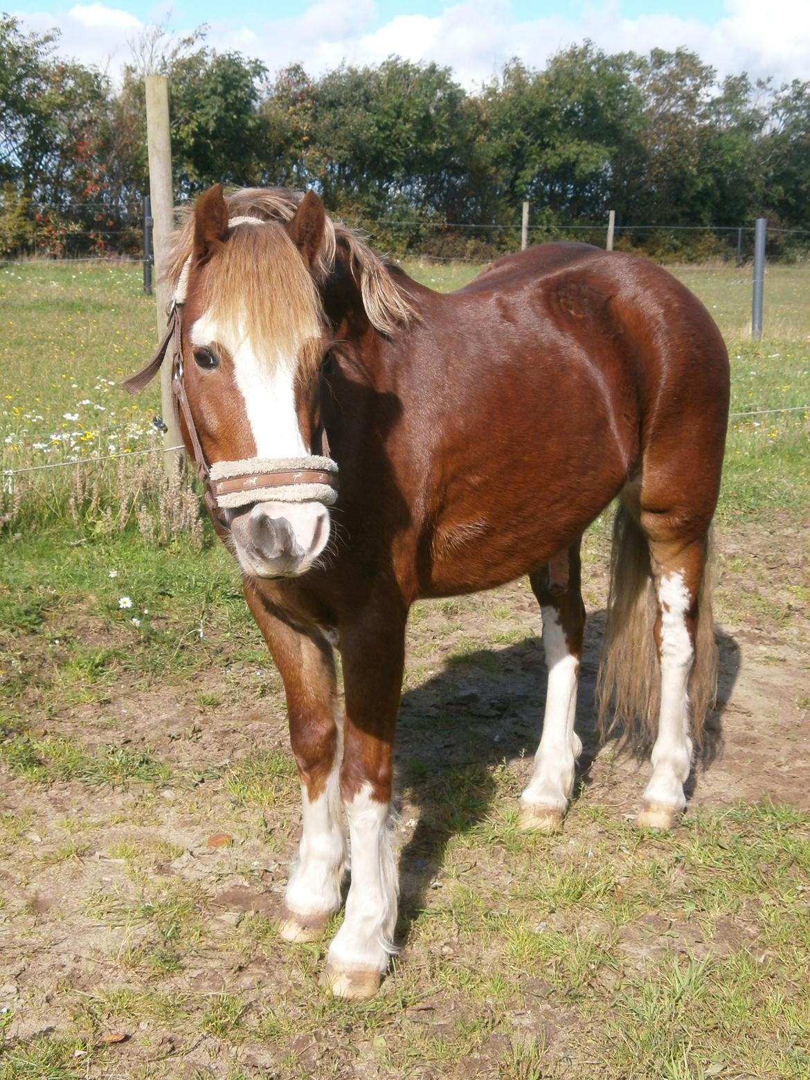 Welsh Pony af Cob-type (sec C) Holmgaardens amaizing star( Lille Per ...