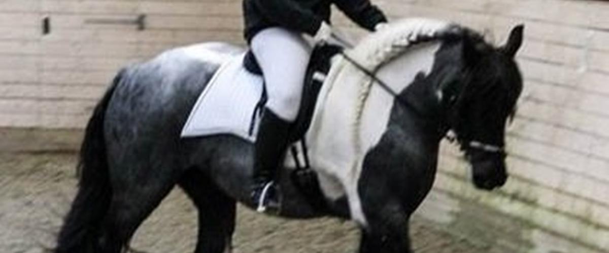 Tinker O'dysseus - 2005 - En skøn bamse hest, som jeg g...