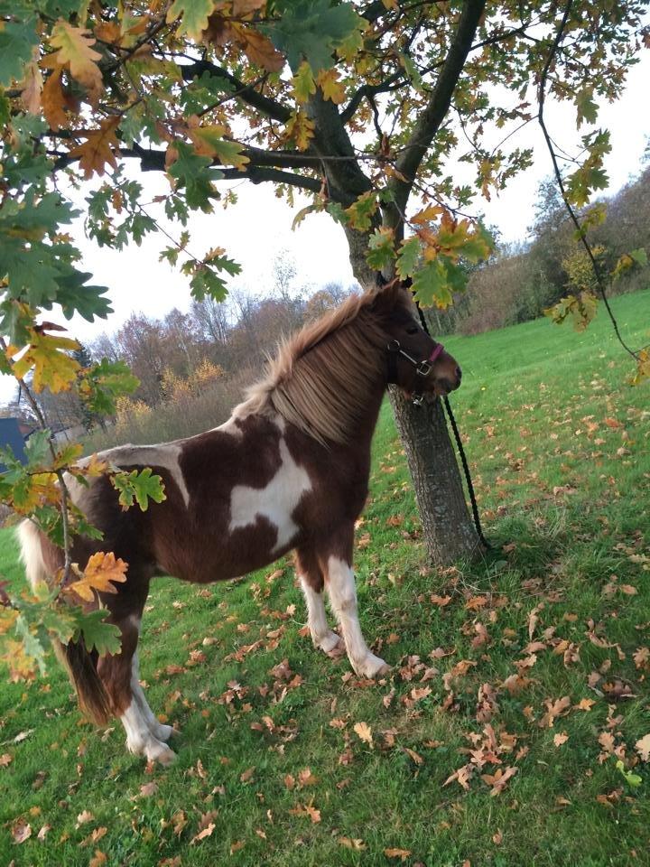 Anden særlig race Bell (tideliger pony) - Billeder af heste - Uploaded ...