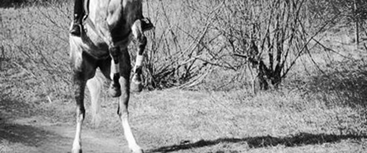 Dansk Varmblod RUBIN - 2003 - Jeg fik Rubin den 29/5-2010 d...