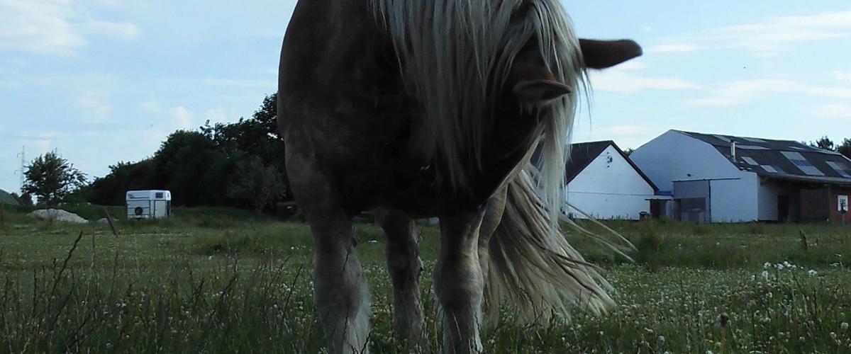 Jyde Thor - 2006 - Thor er en rød hest med en ly...