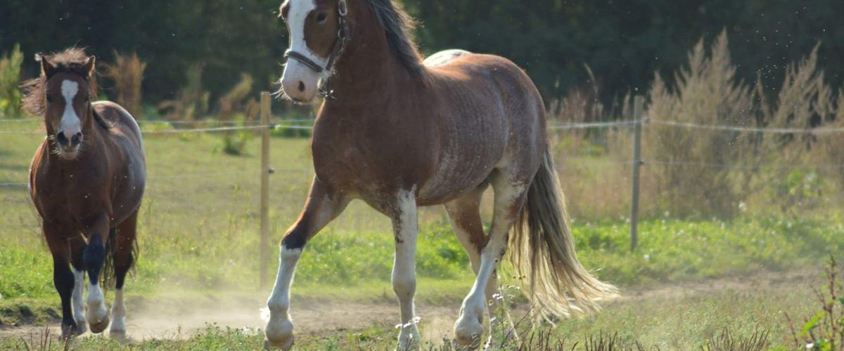 Welsh Pony af Cob-type (sec C) Shamrocklake Calypso Boy - 2014 - Calle ...